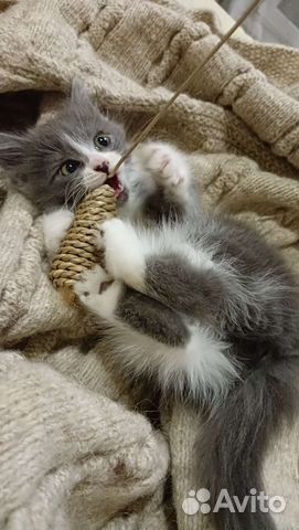Кошка в дар бесплатно котенок девочка пушистая