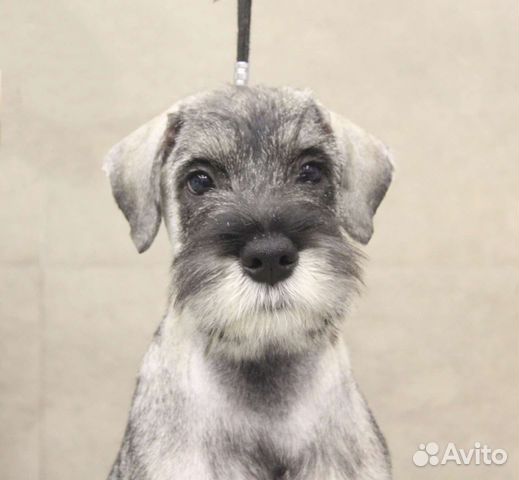 Шнауцер щенок