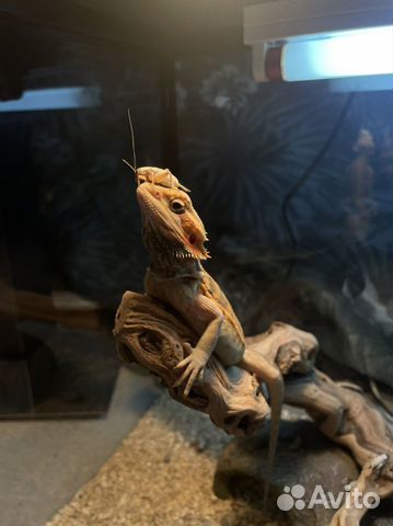 Агама с террариумом