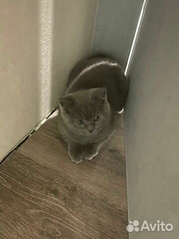 Шотландская