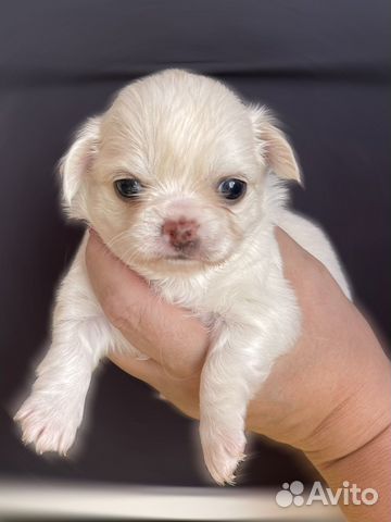 Чихуахуа щенки