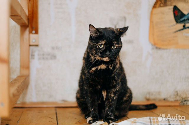 Грустная Бася ищет дом