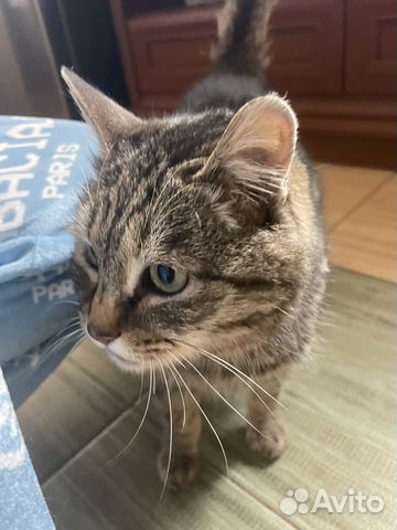 Кошка Маруся. В добрые руки