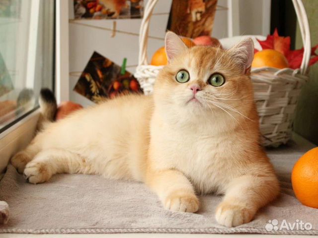 Британская золотая шиншилла вязка