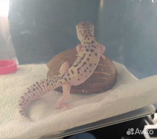 Геккон эублефар