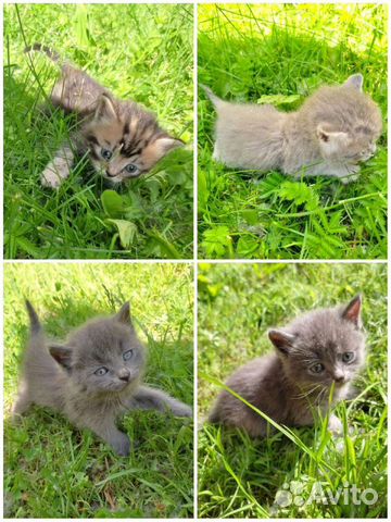 Милые комочки