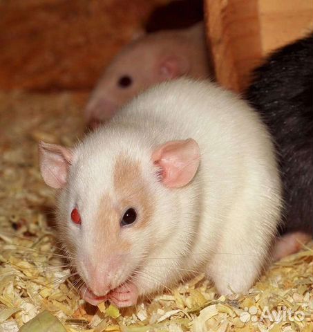 Крысы. Дамбо. Рекс. Клетки. Доставка
