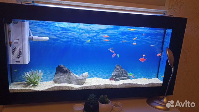 Аквариумные рыбки, аквариумы