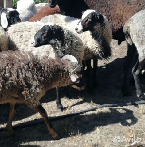 Овцы бараны ягнята