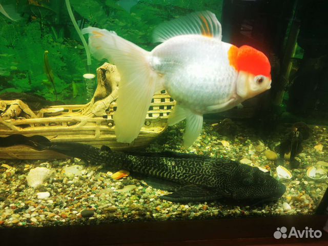 Сом, Оранда. Аквариумные рыбы