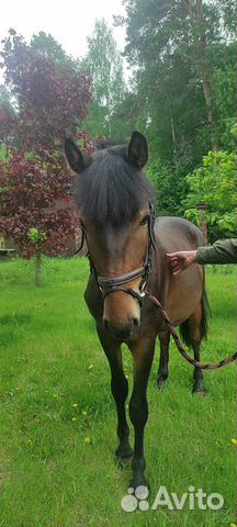 Продается лошадь