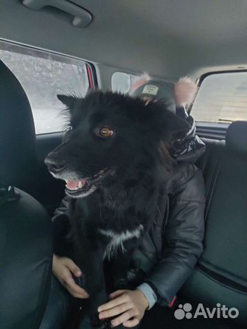 Собаки бесплатно в добрые руки