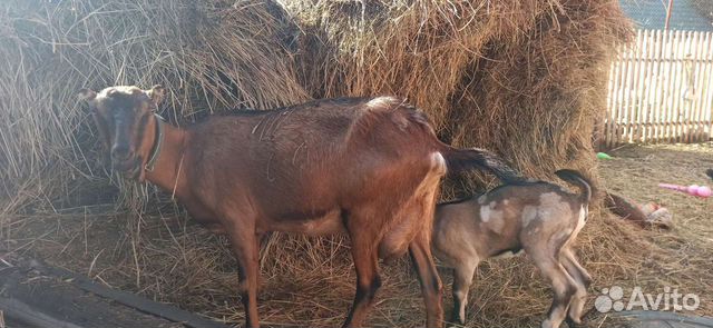 Коза с козочкой