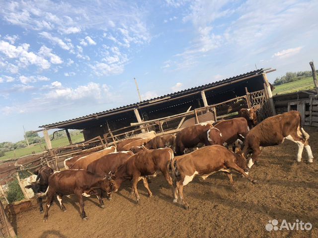 Бычки молодняк