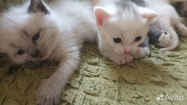 Котятки бесплатно
