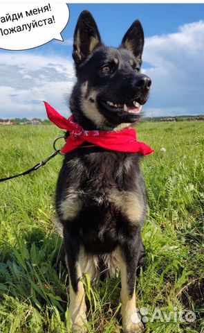 Щенок в добрые руки