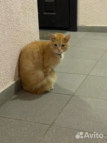 Погибает ласковый котик. Просится на ручки