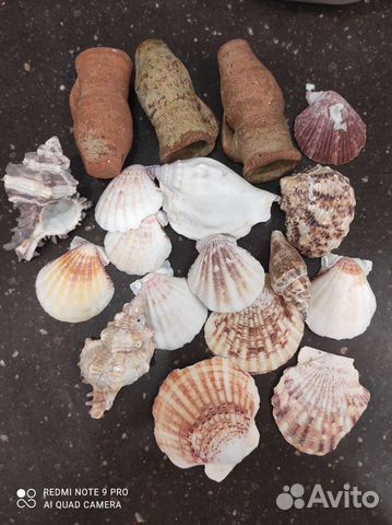 Ракушки и амфоры для аквариума