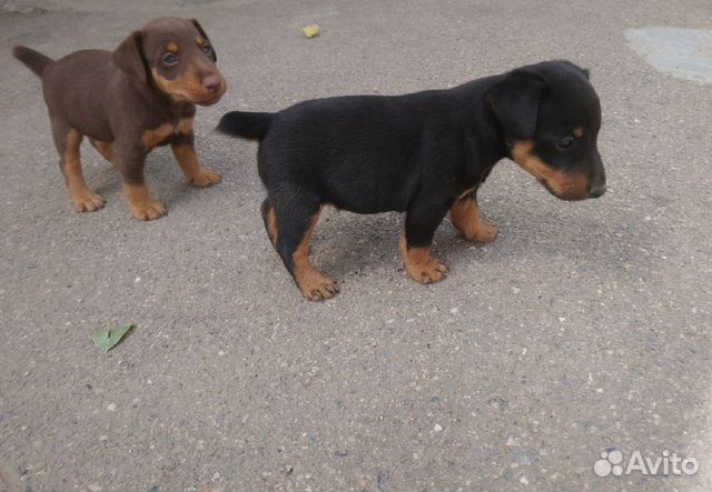 Щенки ягдтерьера