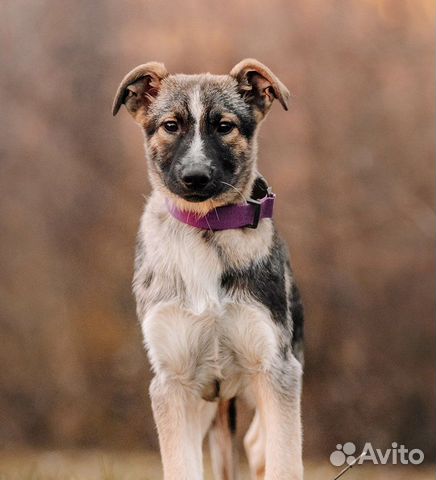 Смелый и преданный щенок