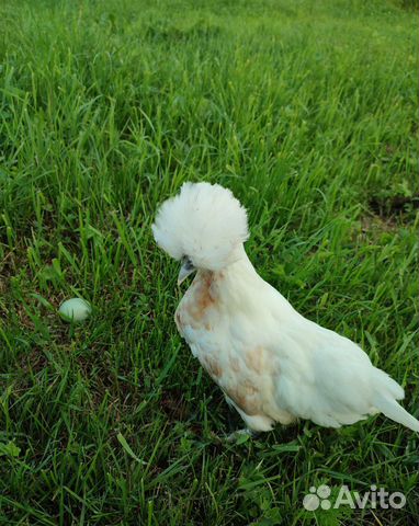 Китайские шелковые курочки, петухи Маран, Ухейилюй