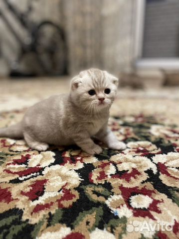 Британские котята