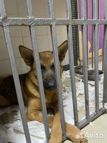 Собак нечем кормить