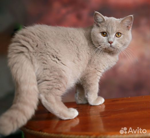 Британский котик редкого окраса фавн