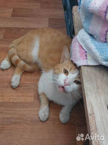 Кот