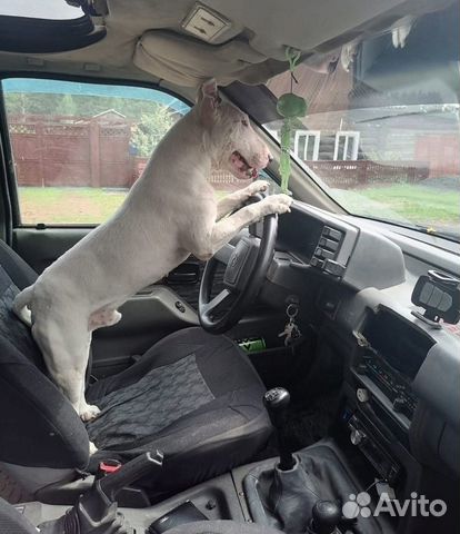 Бультерьер ищет дом