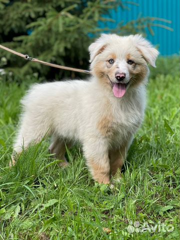 Аусси (автролийская овчарка), девочка