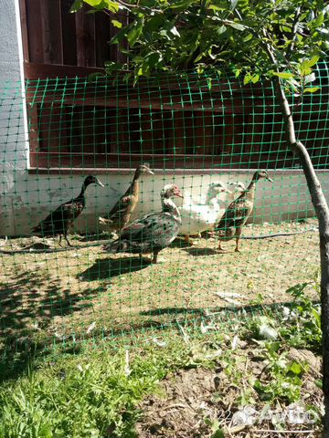 Утки индийский бегунок