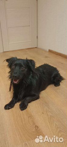 Небольшой песик Дориан