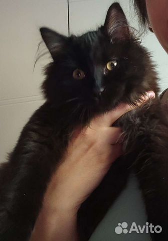 Котенок