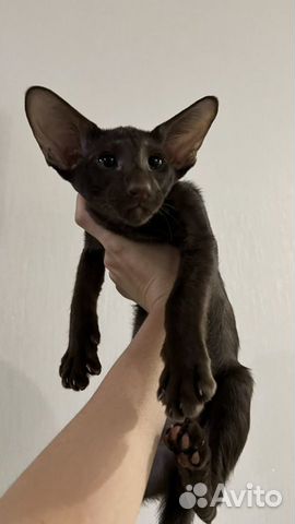Ориентальный котенок