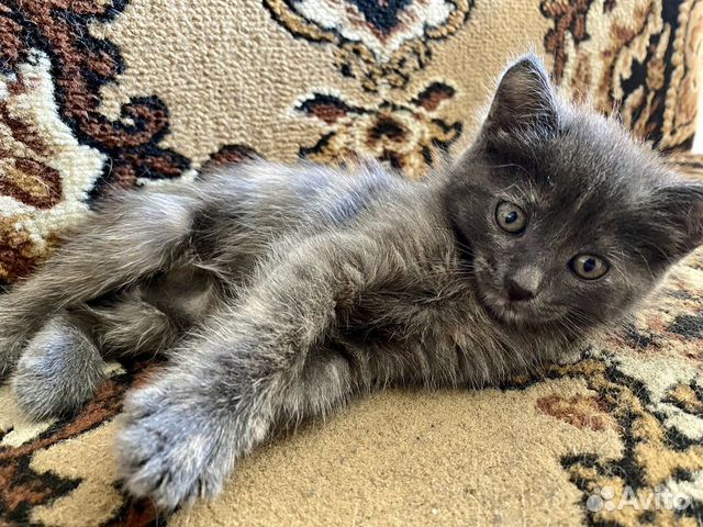 Русская голубая