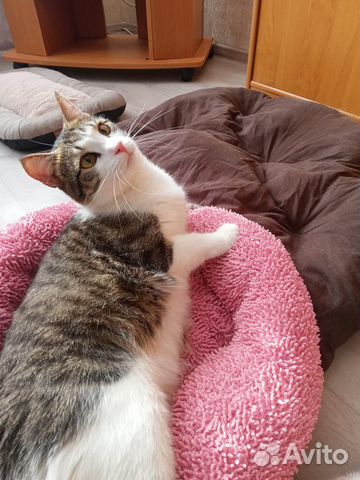Кот