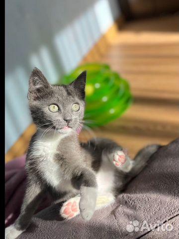 Котенок Софа