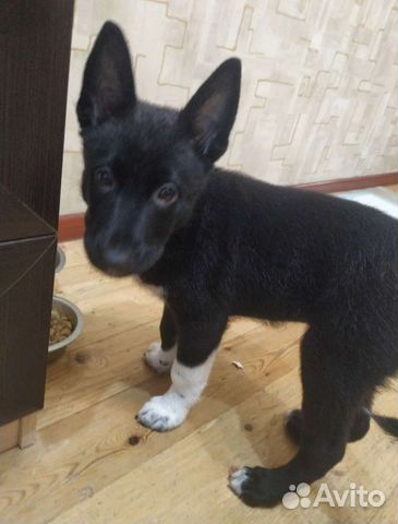 Ищем дом щенульке Грине, мальчику 3 месяца