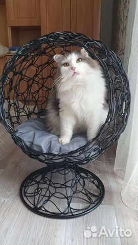 Очаровательный кот