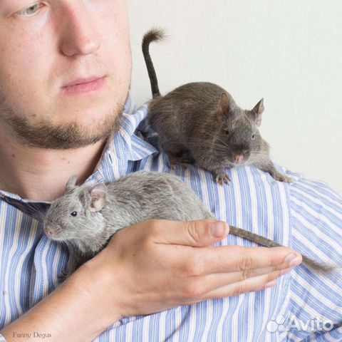 Дегу мальчики молодые