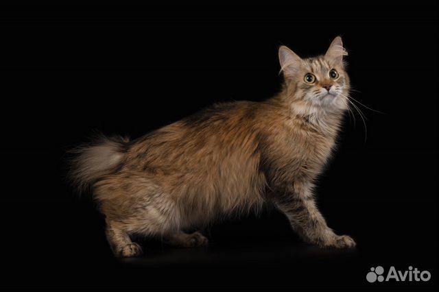 Кошка карельский бобтейл (не курильский)