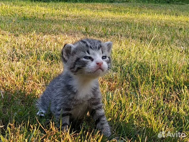 Барс. Котенок бесплатно