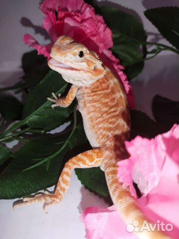 Бородатая агама