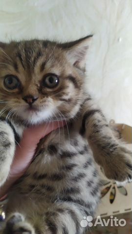 Британская