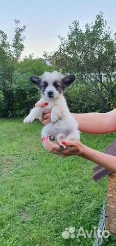 Щенки от маленькой собачки в добрые руки