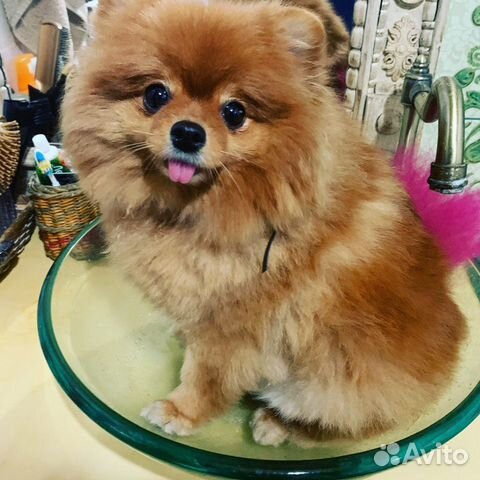 Ищем кобеля шпица для вязки