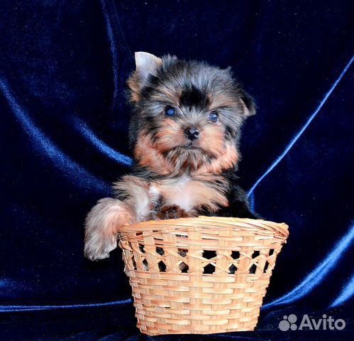 Мльчишечка Йорк - краше которого трудно сыскать