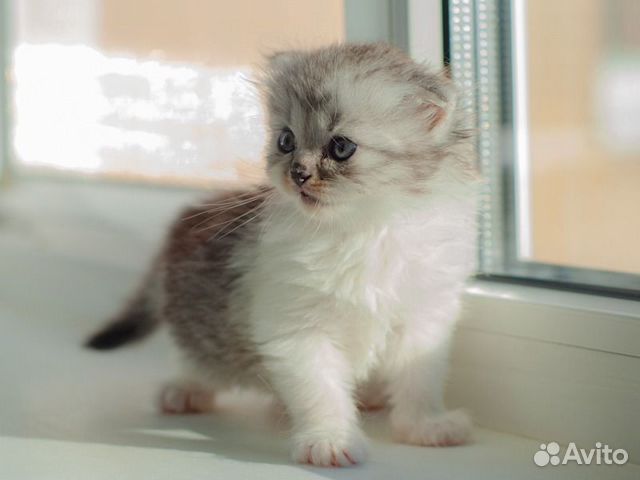 Пристраивается котенок шотландский вислоушка в дар