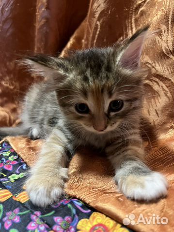 Котёнок (кошка девочка)